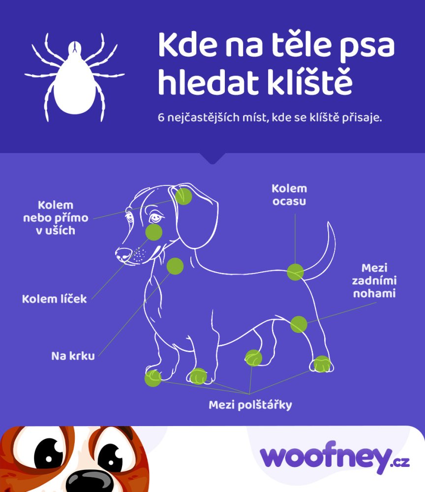 Klíště u psa - vytáhnout nebo otáčet? (návod a video) | Woofney.cz